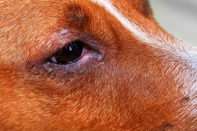 Portrait of a Dog with Eye Problem, Conjunctivitis. Dog with Bad ... Portrait of a Dog with Eye Problem, Conjunctivitis. Dog with Bad ...