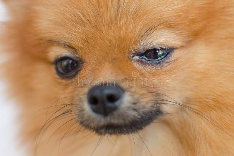 What Does Pink Eye Look Like In Dogs