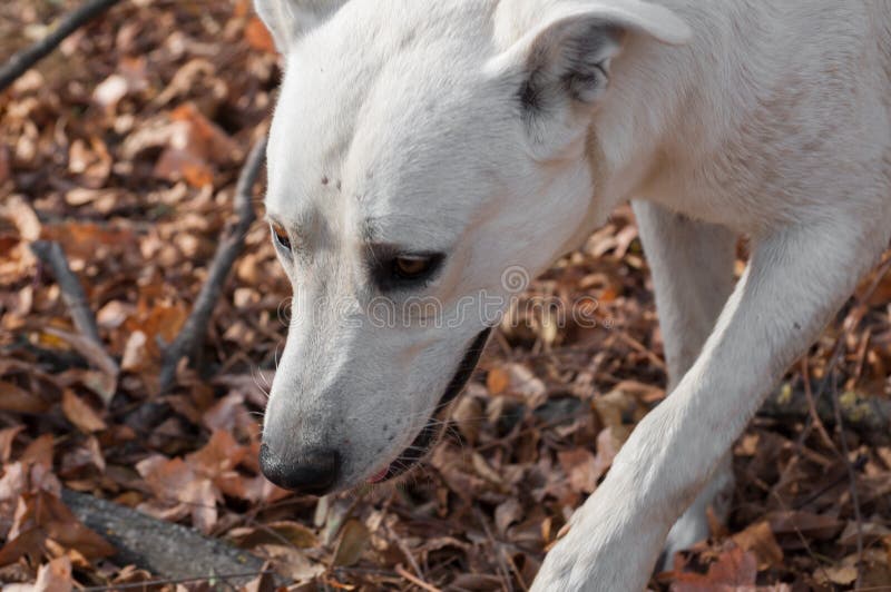 Portrait of a Dog on a Fall Leaves Background Stock Photo - Image of ...