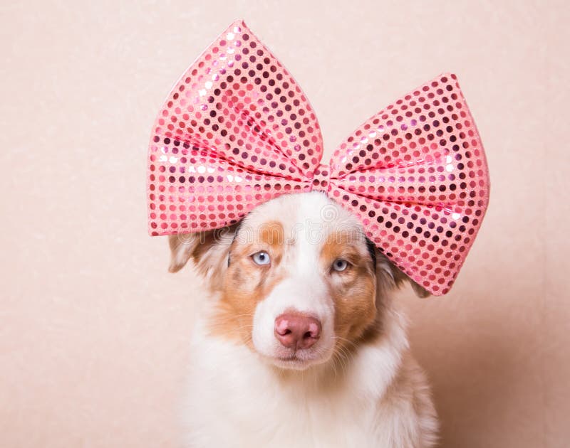 Portrait of Dog with a Huge Pink Bow on Her Head Stock Photo - Image of ...