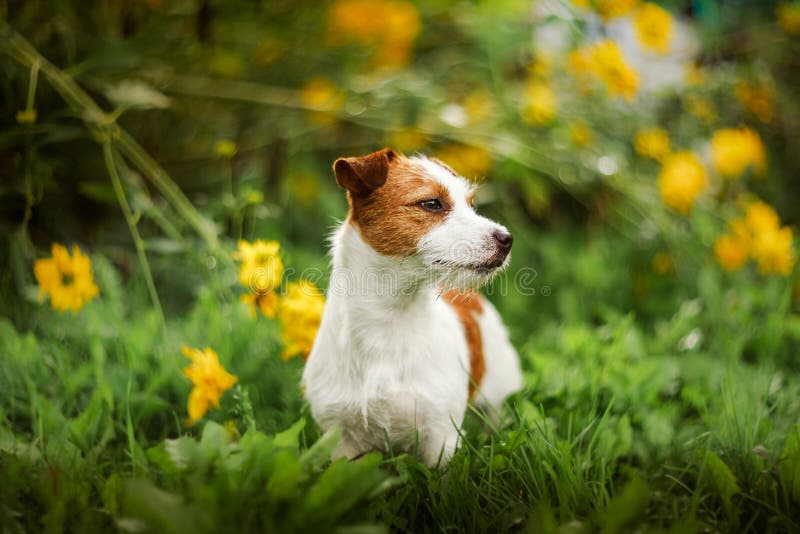 Portrait of a Dog. Jack Russell Terrier Stock Photo - Image of playful ...