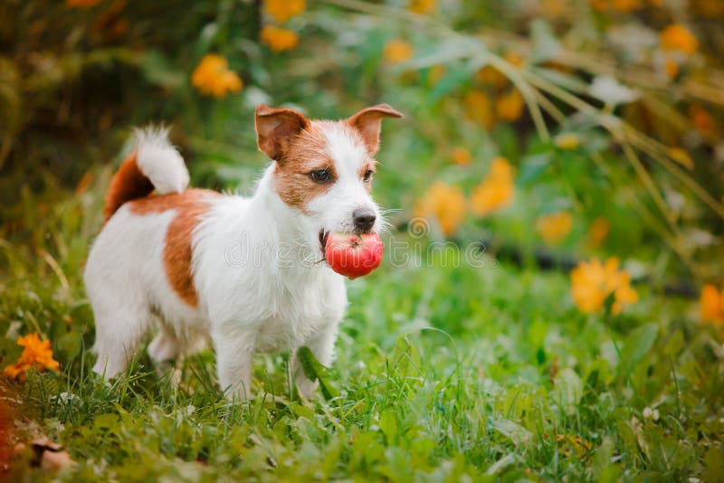 Portrait of a Dog. Jack Russell Terrier Stock Image - Image of portrait ...