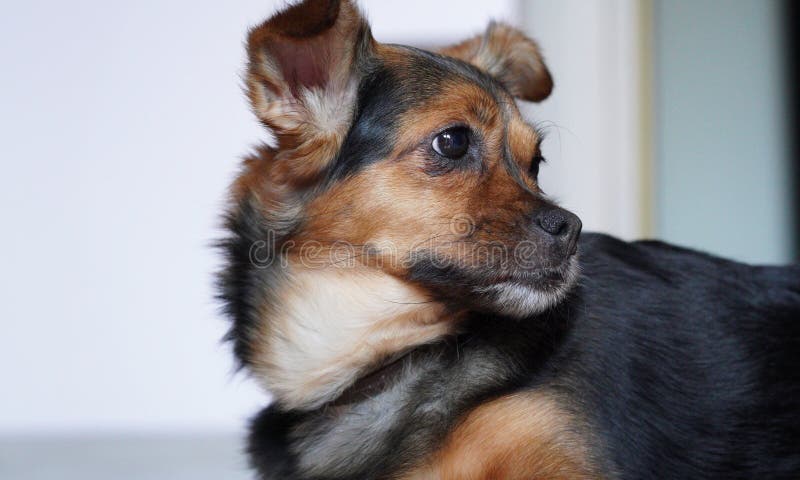 Portrait of a Dog Looking Back Stock Image - Image of looking, portrait ...