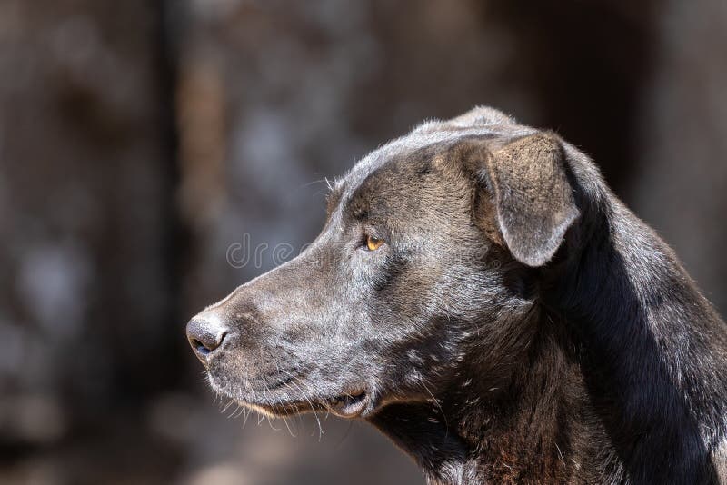 Portrait of Dog Looking Sideways Stock Image - Image of sunlight ...