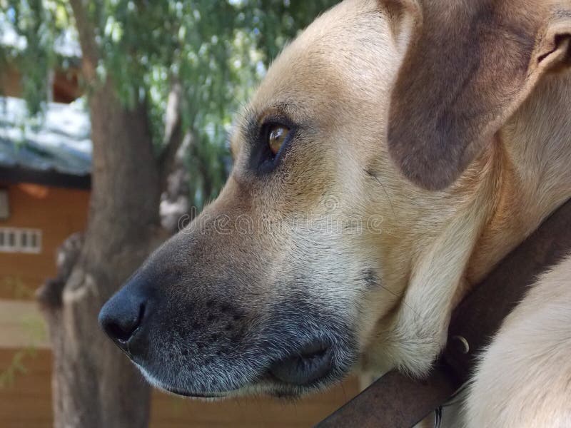 Dog looking at the void stock image. Image of loyalty - 176610731