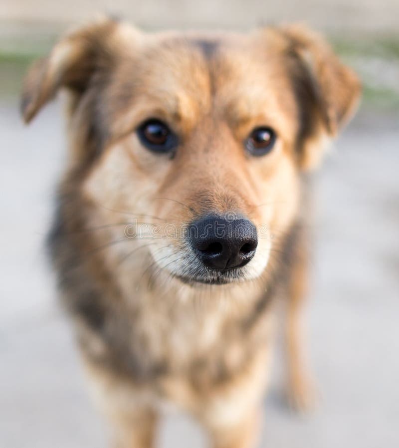Portrait of a Dog on the Nature Stock Image - Image of darling, depth ...