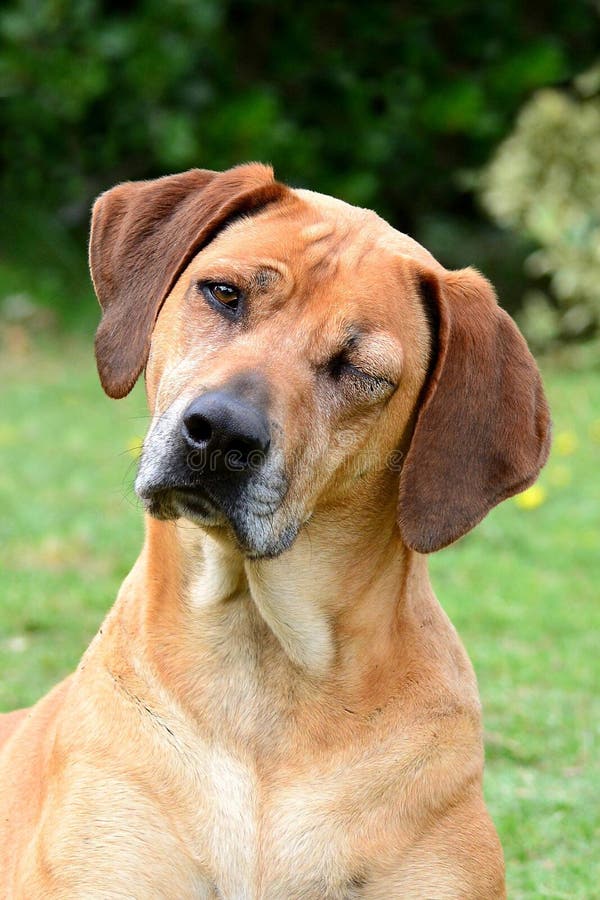 Portrait of a Dog with One Eye Open Stock Photo - Image of doggy, gazes ...