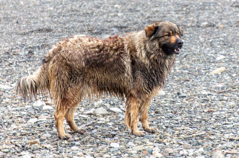 Portrait of a Dog on a Pebble Beach Stock Photo - Image of friend ...