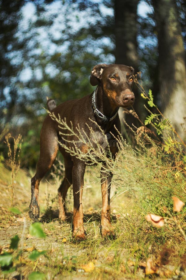 Portrait of a Dog, Red Doberman Stock Image - Image of portrait, plant ...