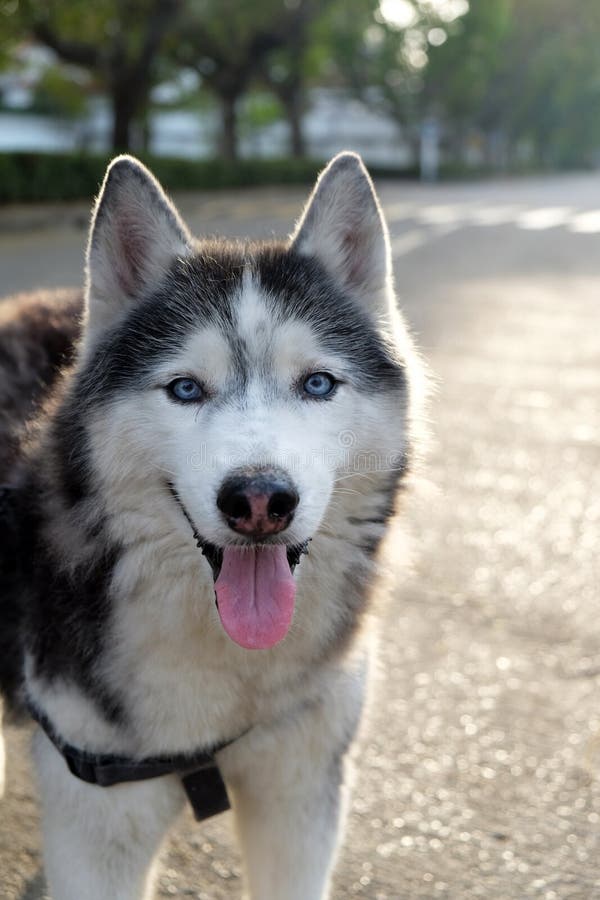 Portrait of a Dog, Siberian Husky Face Stock Photo - Image of pedigree ...