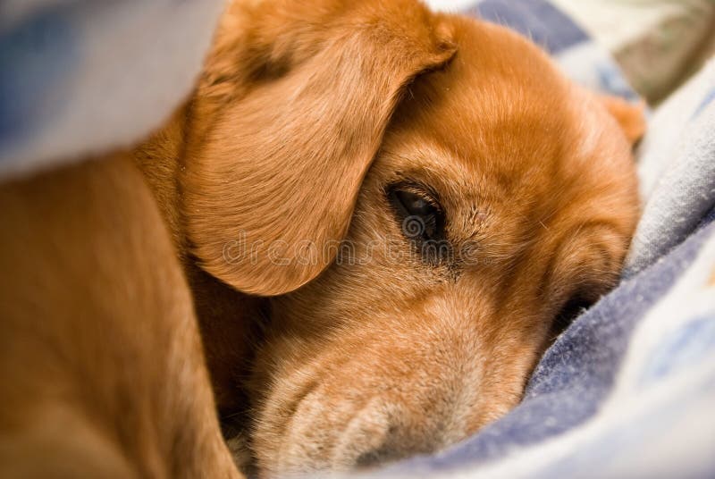 Dogs Under Blanket Together Stock Image - Image of loyal, friendship ...