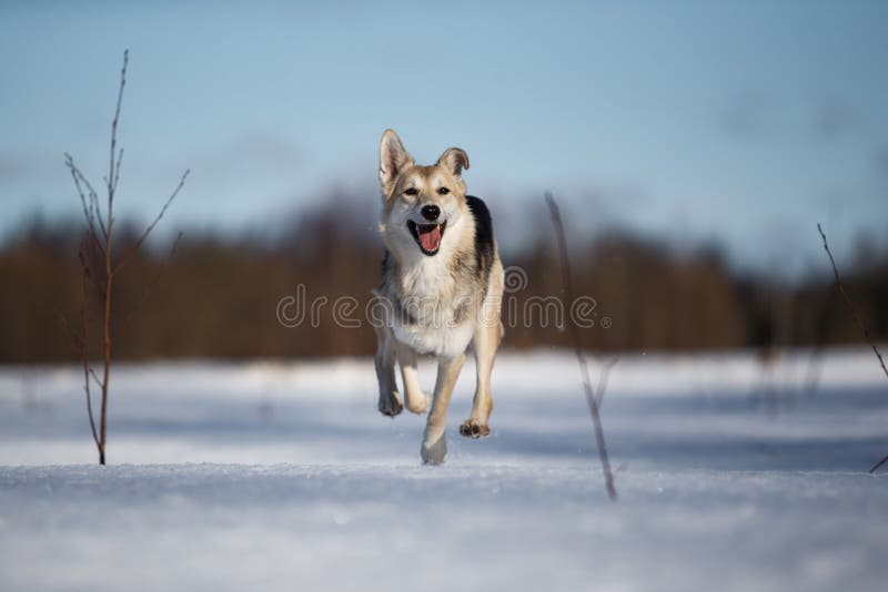 Portrait of Dog in Winter Meadow Running at Camera Direction Looking at ...