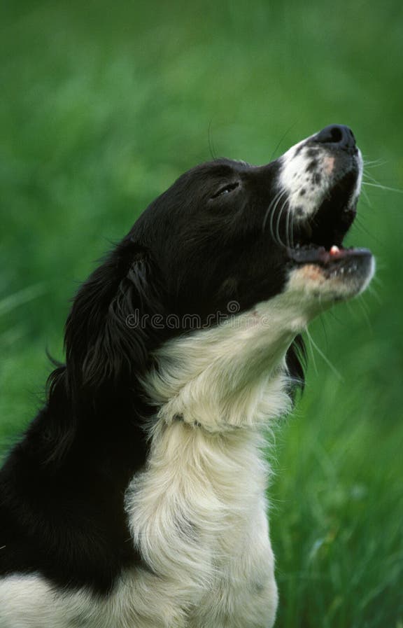 Portrait of Dog Yapping stock image. Image of barking - 196841113