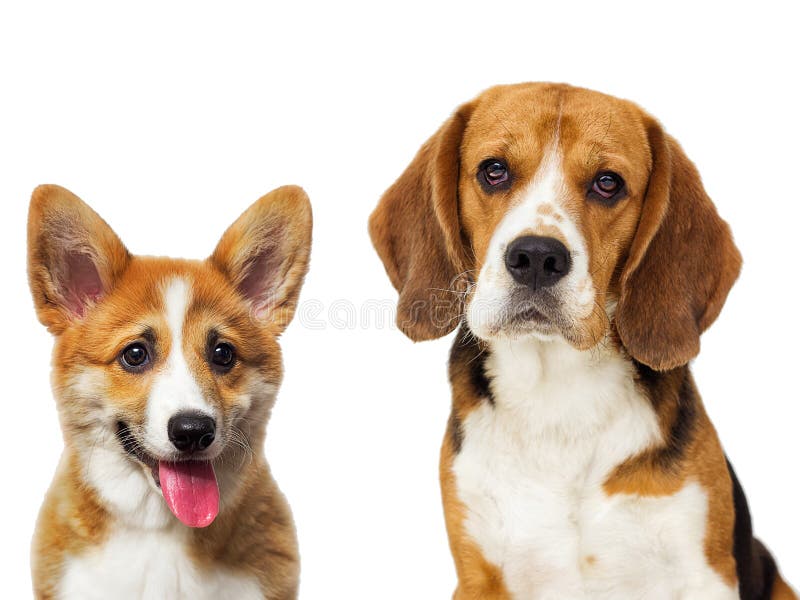 Portrait of 2 dogs posing stock photo. Image of little - 102032030