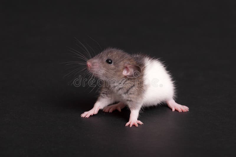 Portrait of a small rat stock image. Image of white, rodent - 12581925