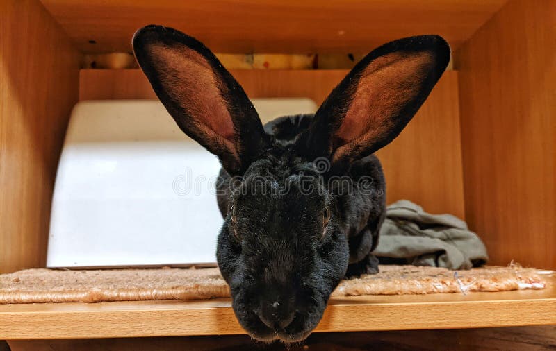 Portrait of a Domestic Black Rex Rabbit Stock Photo - Image of portrait ...