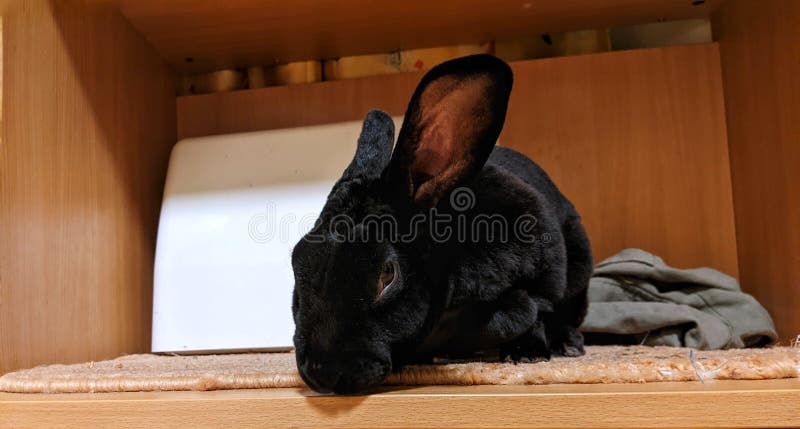 Portrait of a Domestic Black Rex Rabbit Stock Photo - Image of animal ...