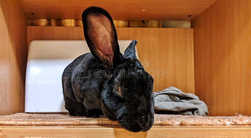 Portrait of a Domestic Black Rex Rabbit Stock Image - Image of portrait ...