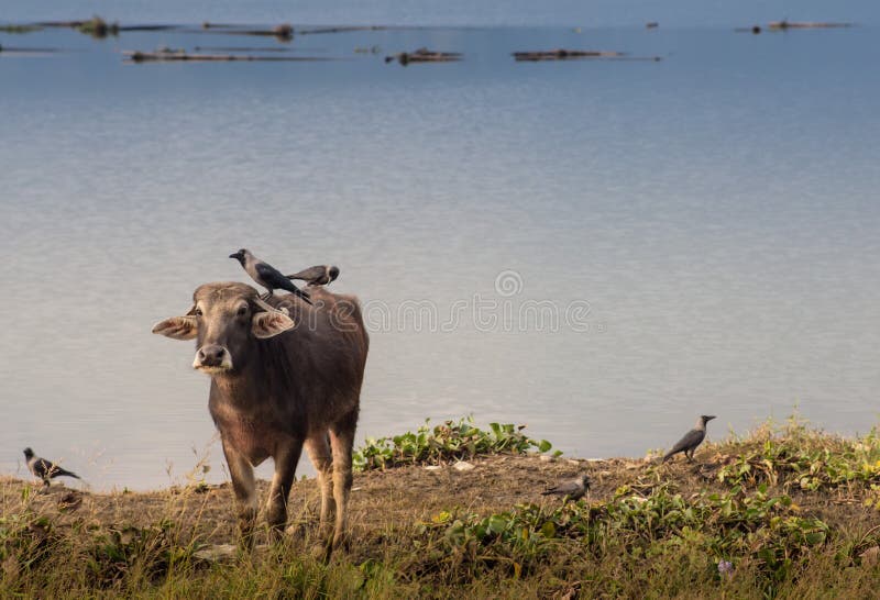Portrait of Domestic Buffalo in Nepal Stock Image - Image of cattle ...