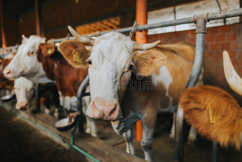 Portrait of a Domestic Bull in a Barn Stock Image - Image of adorable ...