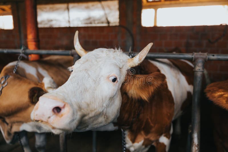 Portrait of a Domestic Bull in a Barn Stock Photo - Image of funny ...