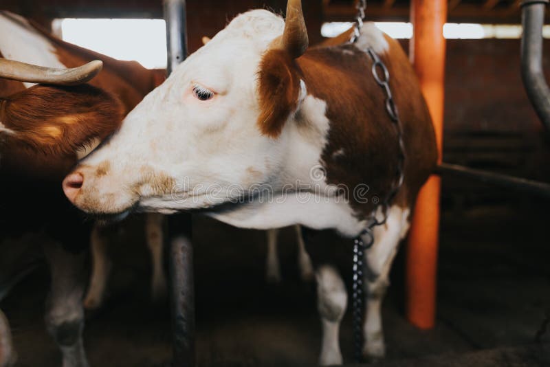 Portrait of a Domestic Bull in a Barn Stock Image - Image of brown ...