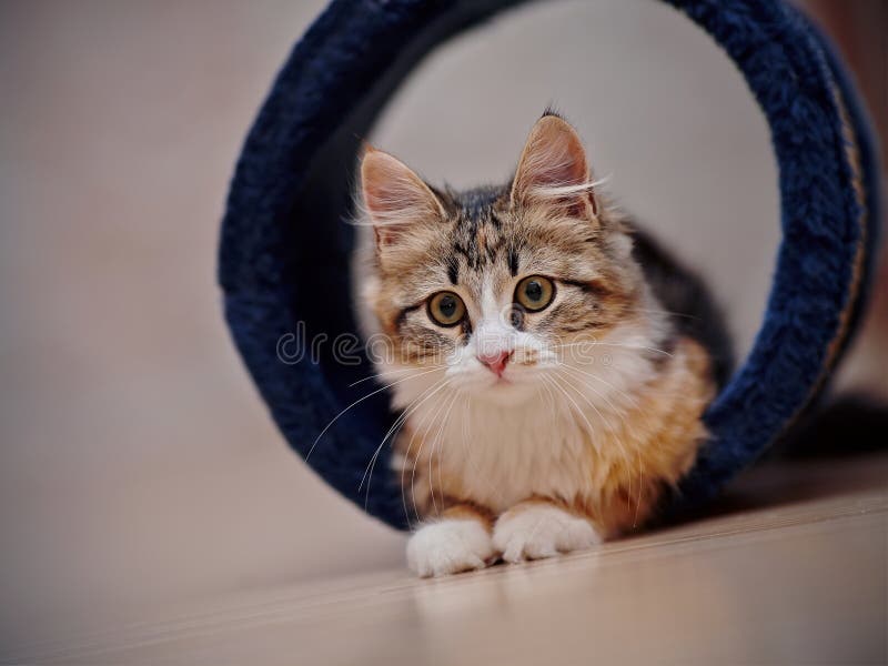 Portrait of a Domestic Cat of a Multi-colored Color Stock Photo - Image ...