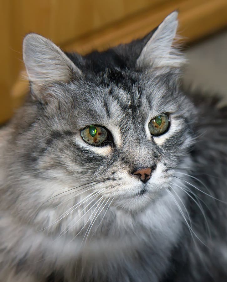 Long Haired Domestic Cat stock photo. Image of white - 28471694