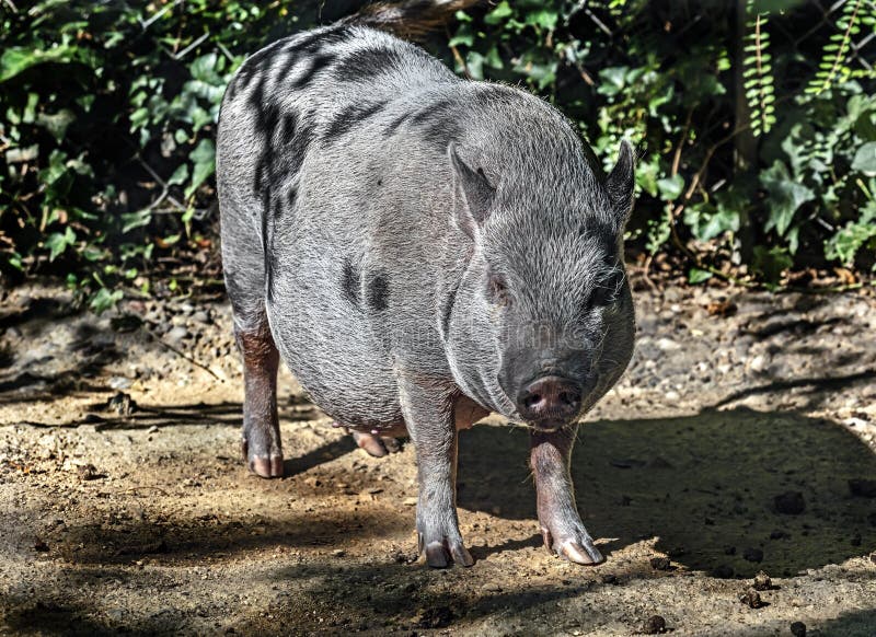 Domestic minipig 10 stock photo. Image of domestic, bacon - 280396376