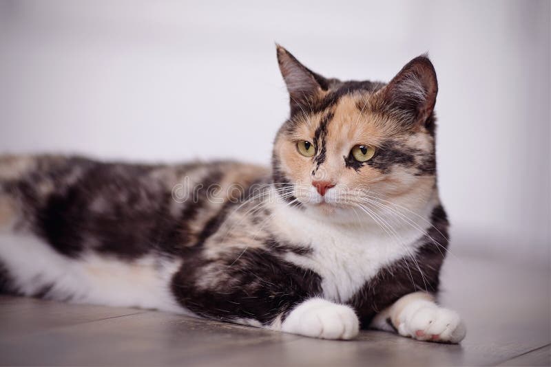 Portrait of the Domestic Multi-colored Cat Stock Photo - Image of claw ...