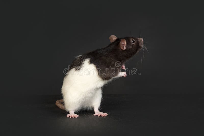 Portrait of domestic rat stock photo. Image of rodent - 35661796