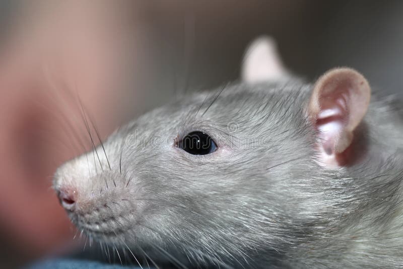 Portrait of domestic rat stock image. Image of fluffy - 60425795
