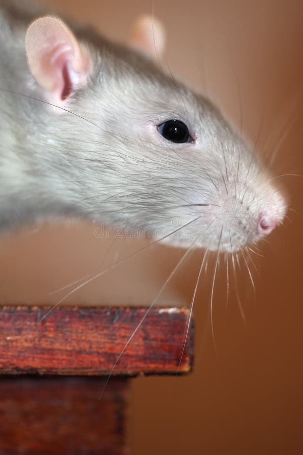 Portrait of domestic rat stock photo. Image of grey, cute - 60799498