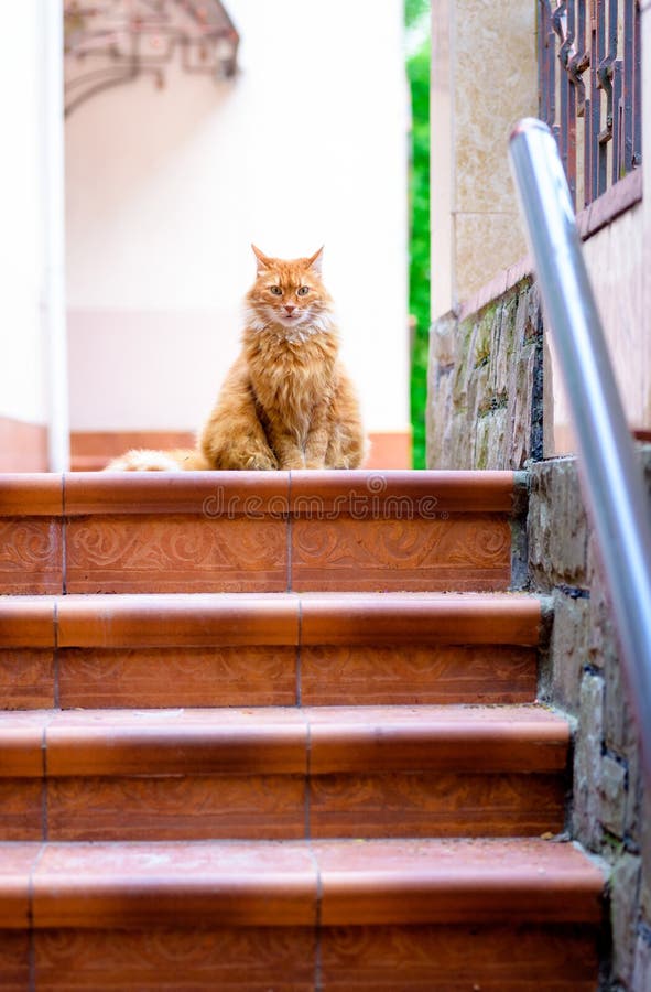 Portrait of Domestic Red Cat on Terrace Stock Image - Image of looking ...