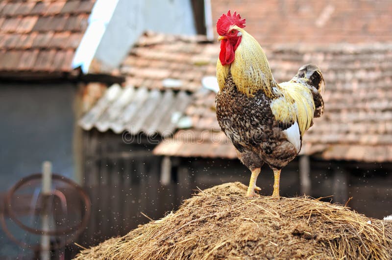 Crowing rooster stock image. Image of exotic, attitude - 3163485
