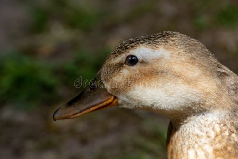 Portrait of a Domesticated Duck Stock Image - Image of domesticated ...