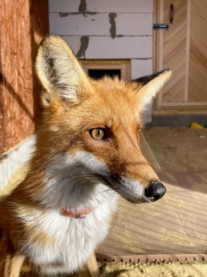 Portrait of a Domesticated Fox in an Enclosure Stock Image - Image of ...