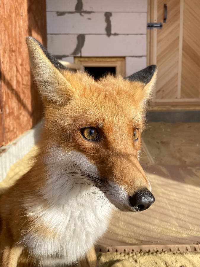 Portrait of a Domesticated Fox in an Enclosure Stock Photo - Image of ...