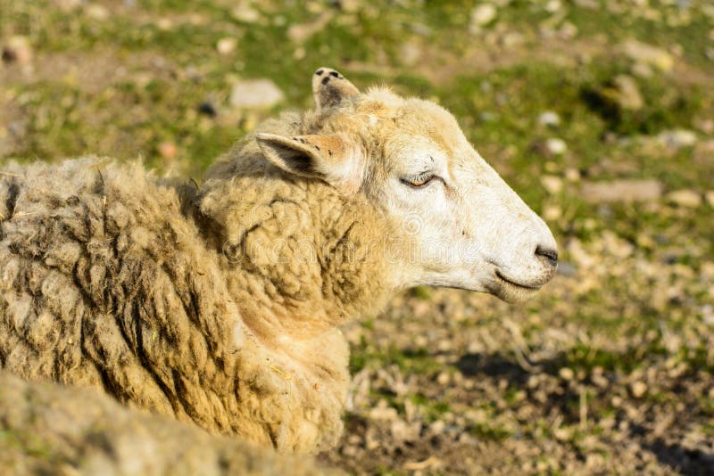 Portrait of Domesticated Sheep on Pasture at the Sunset Stock Photo ...