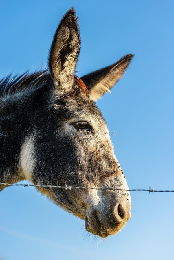 245 Donkey Side Profile Stock Photos - Free & Royalty-Free Stock Photos ...