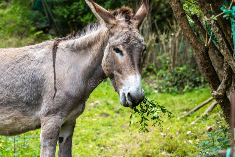 Portrait of a Donkey Eating Grass in the Field Stock Image - Image of ...