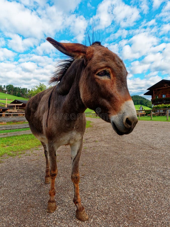 Donkey in a field stock image. Image of field, donkey - 144483375