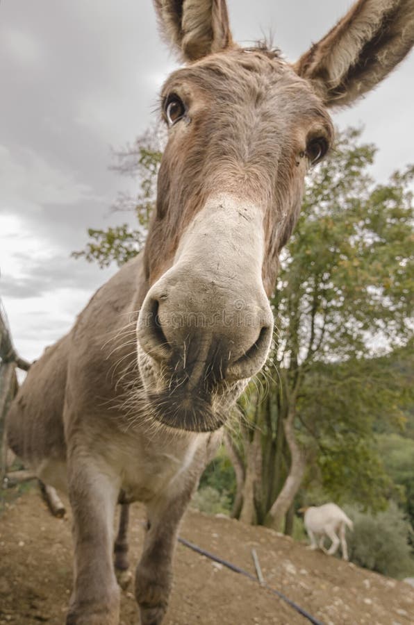 Portrait of Donkey in the Foreground Stock Photo - Image of equine ...