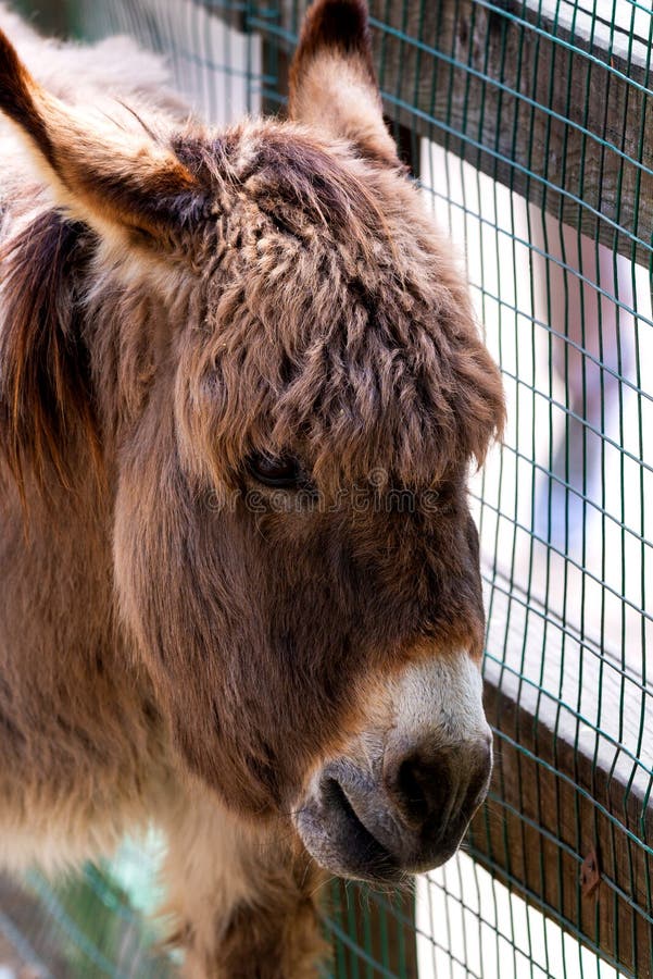 Portrait of a Donkey, Donkey Head. Farm Animal in Paddock Stock Image ...