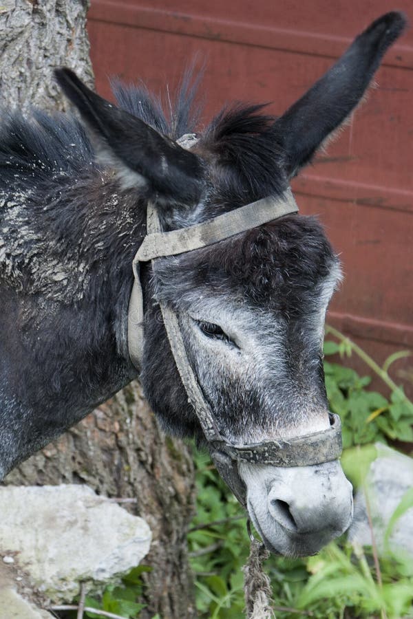 Sad Donkey stock image. Image of indulgence, cute, characters - 11066151