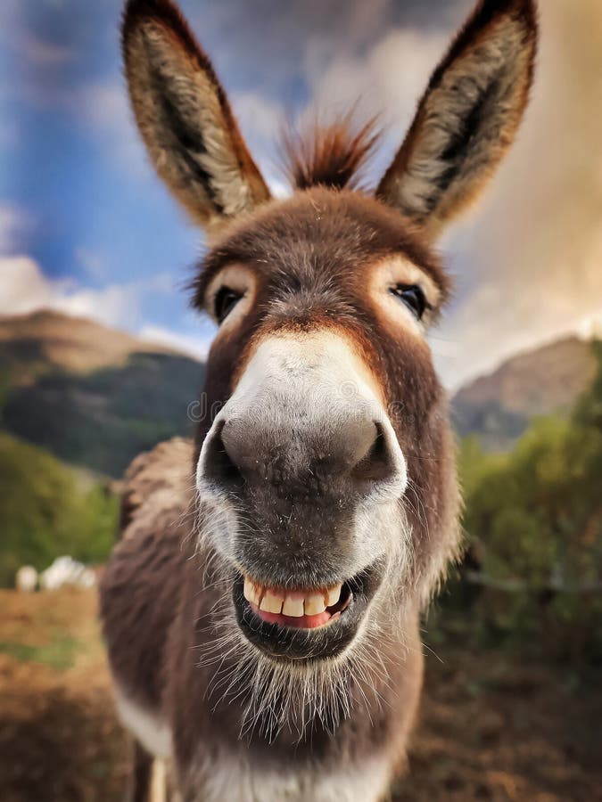A Happy Donkey in the Nature Stock Illustration - Illustration of ...