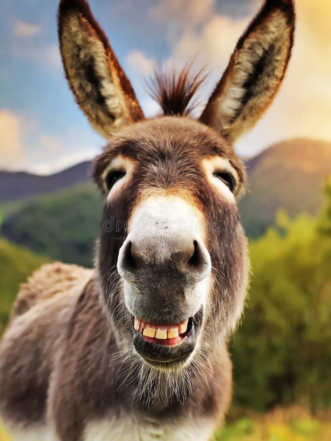 A Happy Donkey in the Nature Stock Illustration - Illustration of ...