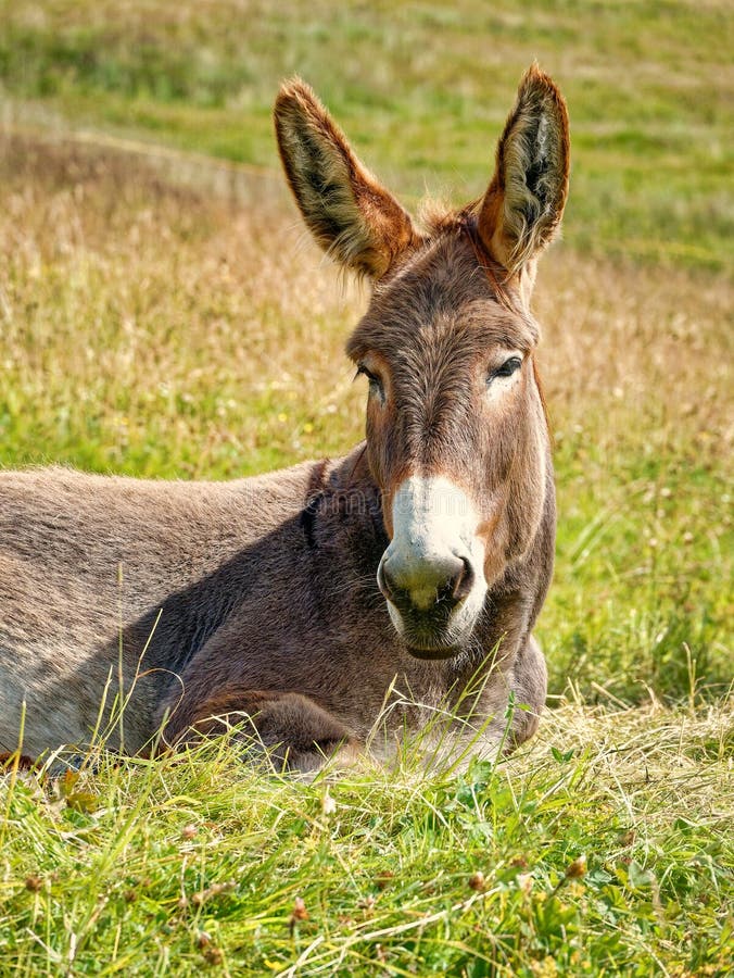 Smiling Mule