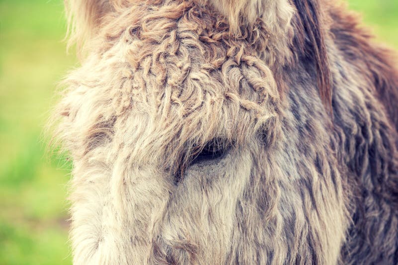 Burro Deer Stock Photos - Free & Royalty-Free Stock Photos from Dreamstime