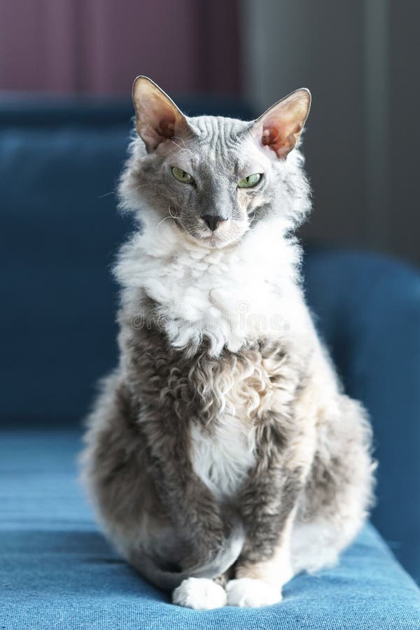 Portrait of Donskoy Sphynx Cat at Home Stock Photo - Image of portrait ...